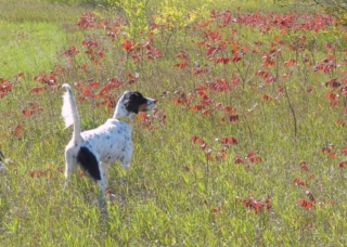 Gallery-Tricolor | Berg Brothers Setters